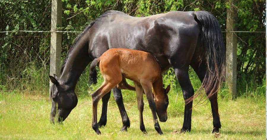 Puledro Arabo | Vendita e Allevamento | Trova il Tuo Puledro